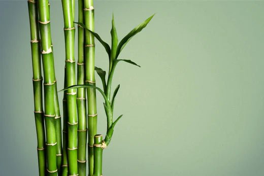 Bamboo: a natural, eco-friendly, and environmentally responsible mater ...